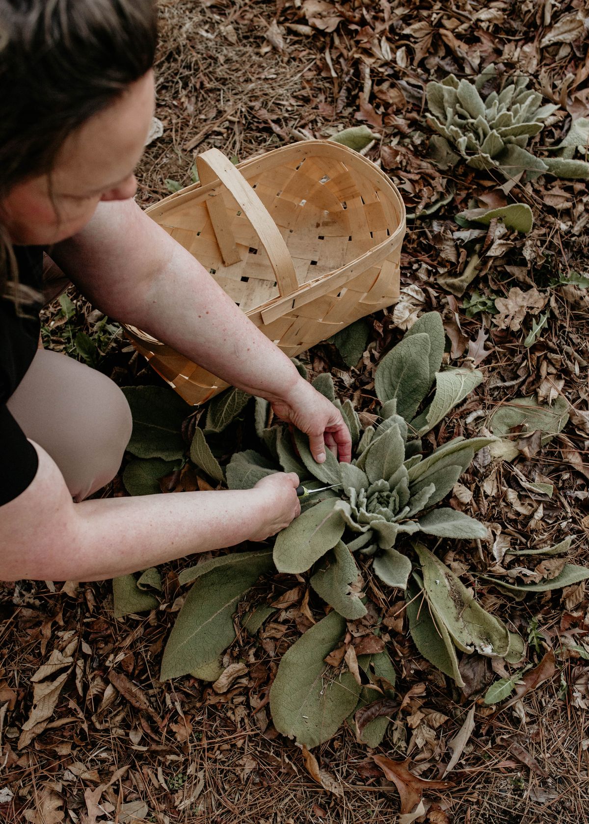 Products — EvieMae Apothecary