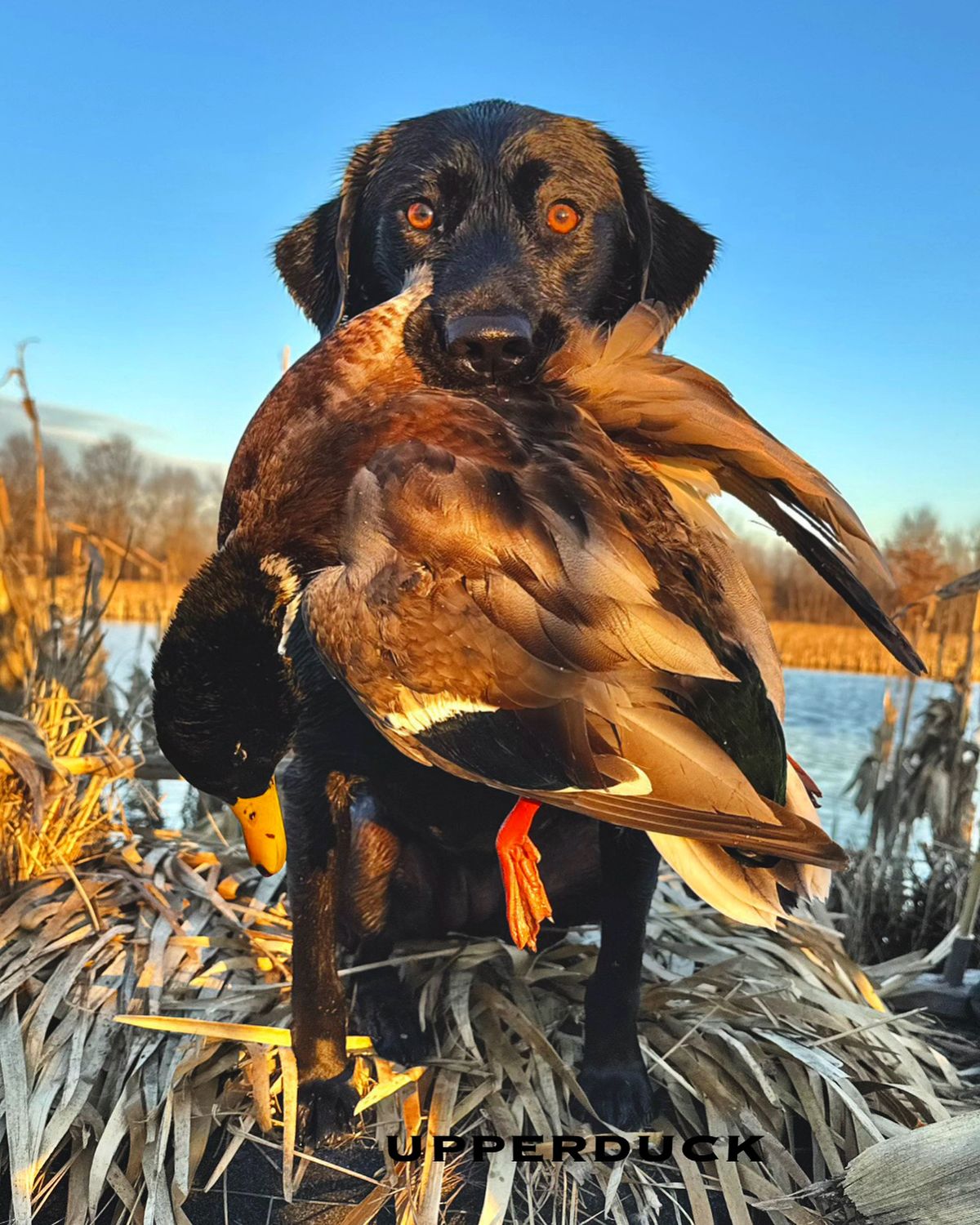 UpperDuck Photo Gallery | Hunters, Partners & Gear in Action